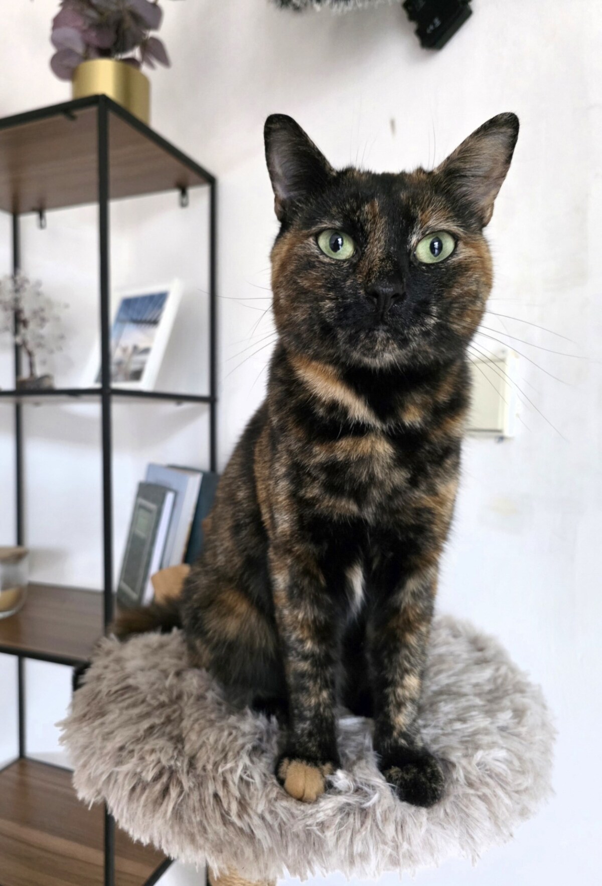 Heb jij Nel gezien? Dit huisdier wordt in West Maas en Waal vermist | West Maas en Waal | AD.nl