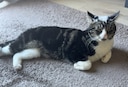 Heb jij Gizmo, Sokje of Pip gezien? Deze vier huisdieren worden in ...