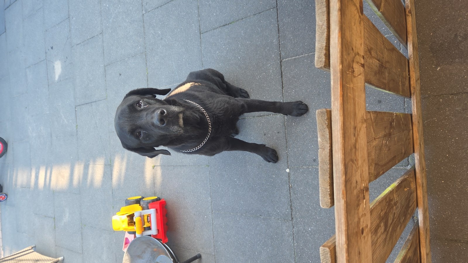 Heb jij Lady Lumi of Bandit gezien? Deze twee huisdieren worden in ...