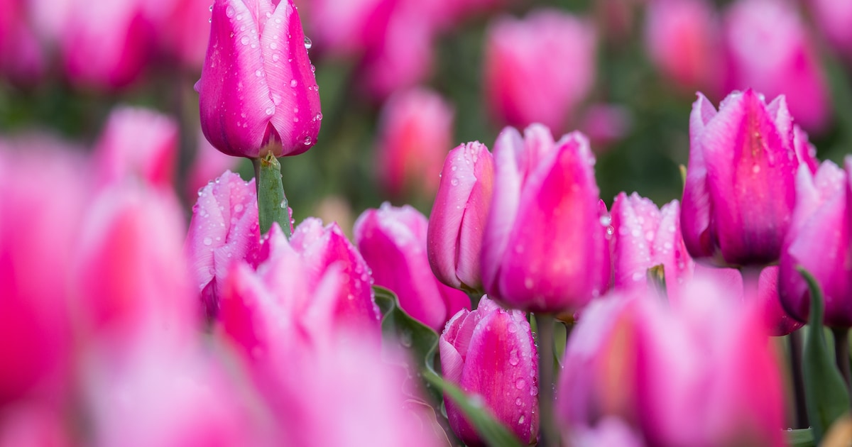 Lente is begonnen: wat weet jij van het seizoen? | Nieuws | AD.nl