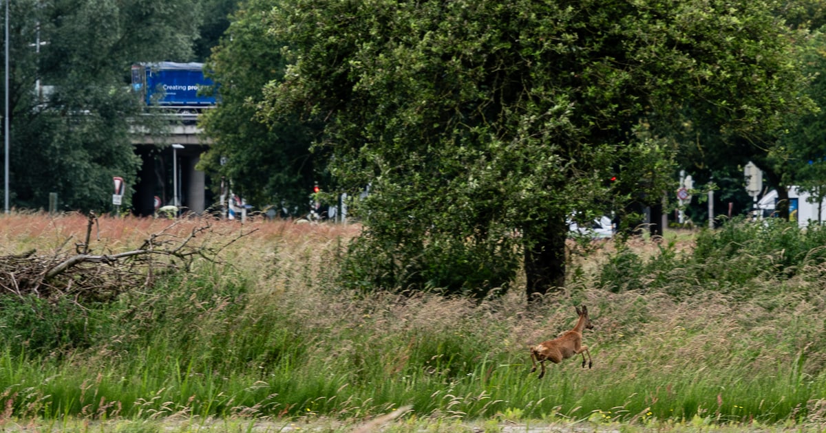 De Bilt kan verder met ontwikkeling ‘uniek natuurgebied’ dankzij ...