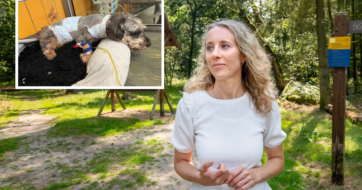 Wolf doodt hond? Pech gehad. Wolf doodt schaap? Je krijgt geld: waarom ...