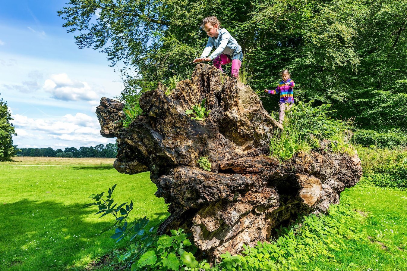 De taak van een 'bomenman': rug recht en bos gezond houden | Foto | AD.nl