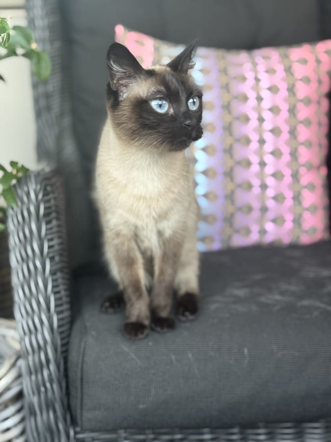 Heb jij Mawi of Millie gezien? Deze twee huisdieren worden in De Bilt ...