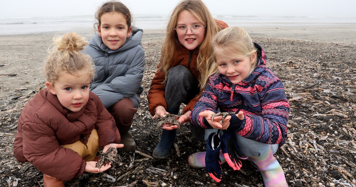 Strand van Hoek van Holland ligt vol met aangespoelde zeesterren: ‘Dit ...