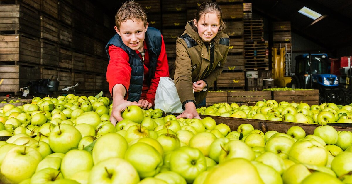 Miljoenen kilo's appels en peren vergist tot biogas | Economie | AD.nl