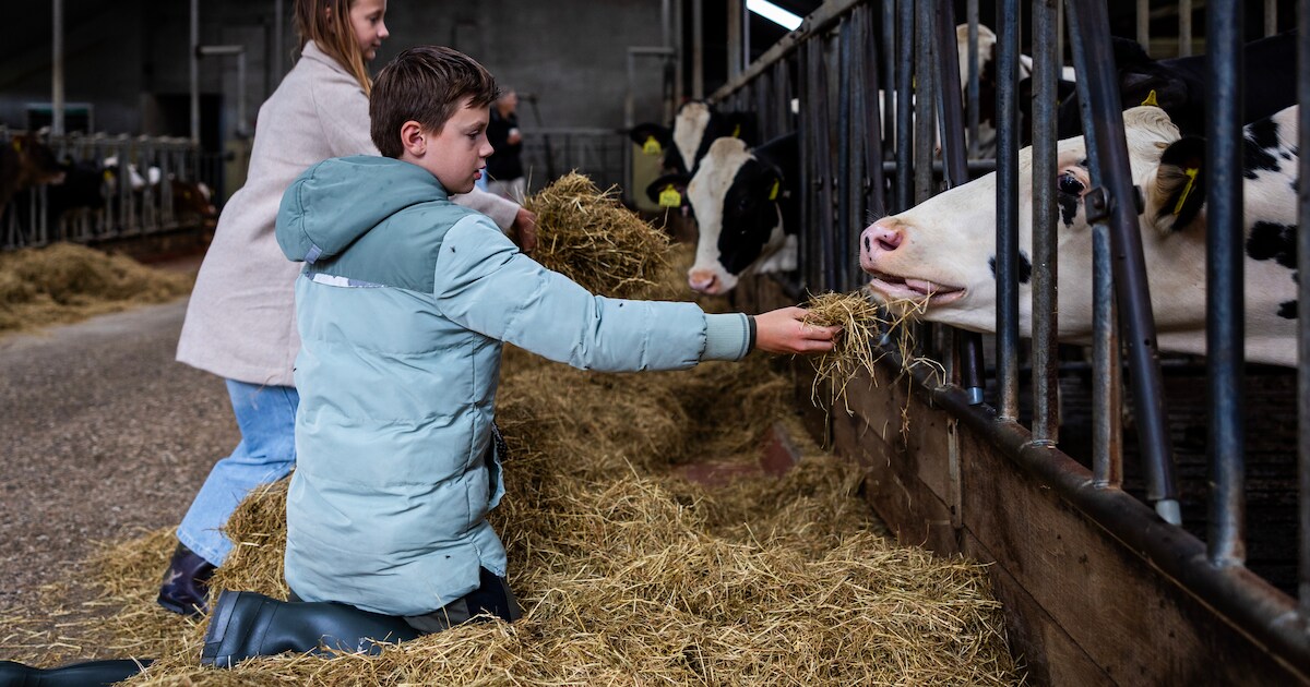 Knuffelen met kalfjes of gewoon trekkers kieken: Tour de Boer is razend ...