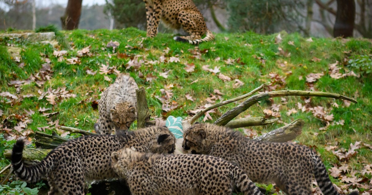 Kieskeurige cheeta’s Beekse Bergen krijgen weer jongen: derde nest in ...
