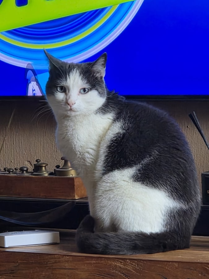 Heb jij Droppie, Alicia of Mini gezien? Deze negen huisdieren worden in ...