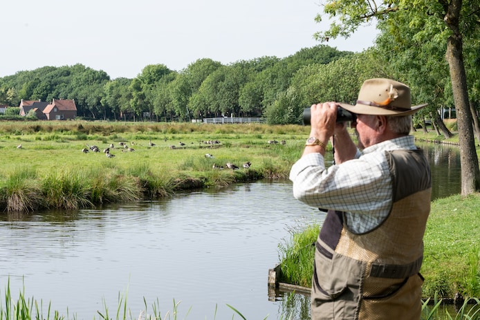 Ganzen veroorzaken 53 miljoen euro schade, jagers komen in actie: ‘Ze ...