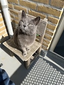 Heb jij Gijsje, Molly of Poes gezien? Deze acht huisdieren worden in ...