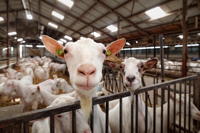 Brabant verkent stappen na onderzoek over longontstekingen rond ...