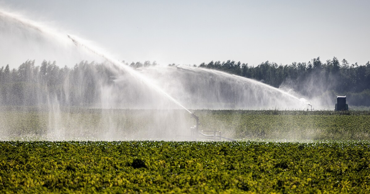 Uien- en aardappeloogst onder druk: ‘De prijzen zijn nu al hoog, omdat oude oogst op raakt ...