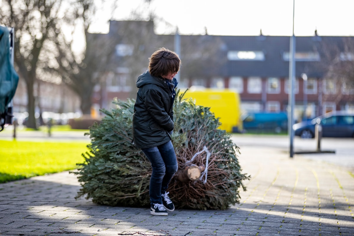 Kerstbomen inleveren in Amersfoort op 9 en 10 januari | Amersfoort | AD.nl