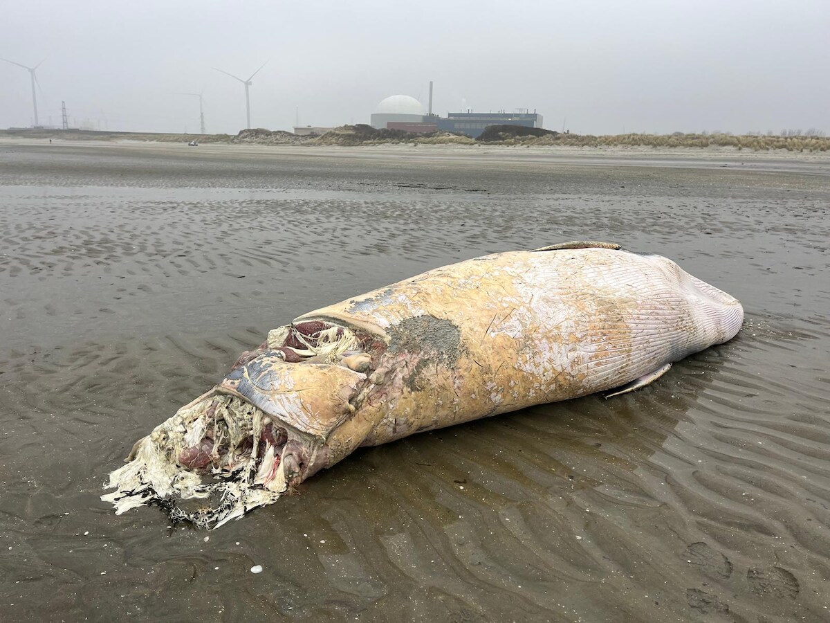 Dwergvinvis aangespoeld: ‘Met staart in schroef van schip ...