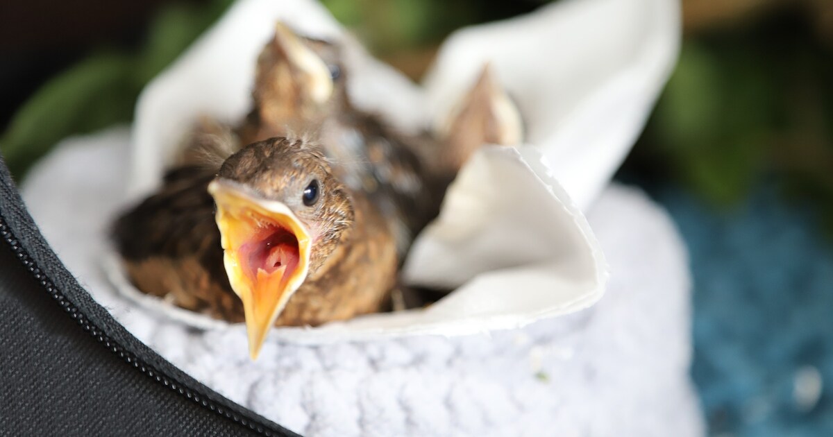 Dit moet je wel en (vooral) niet doen bij een babyvogeltje in nood ...