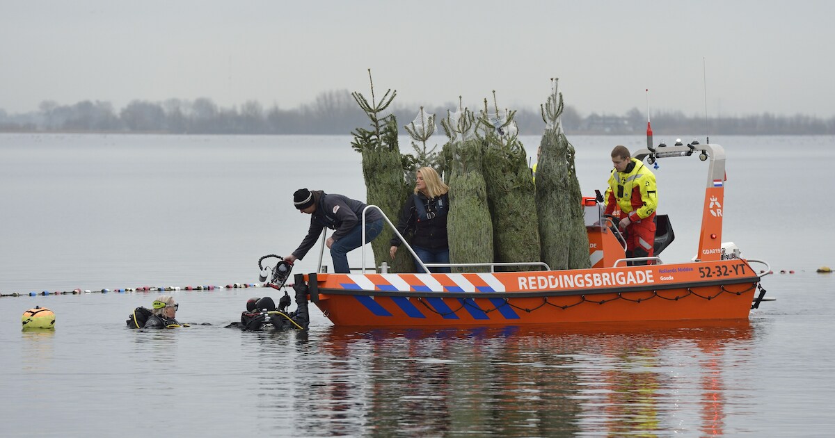 Kerstbomen vormen een woud op de bodem van de Plassen | Groene Hart | AD.nl