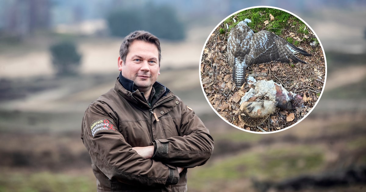 Boswachter Roy geschokt door vergiftigde buizerd: ‘Nu de broedtijd ...