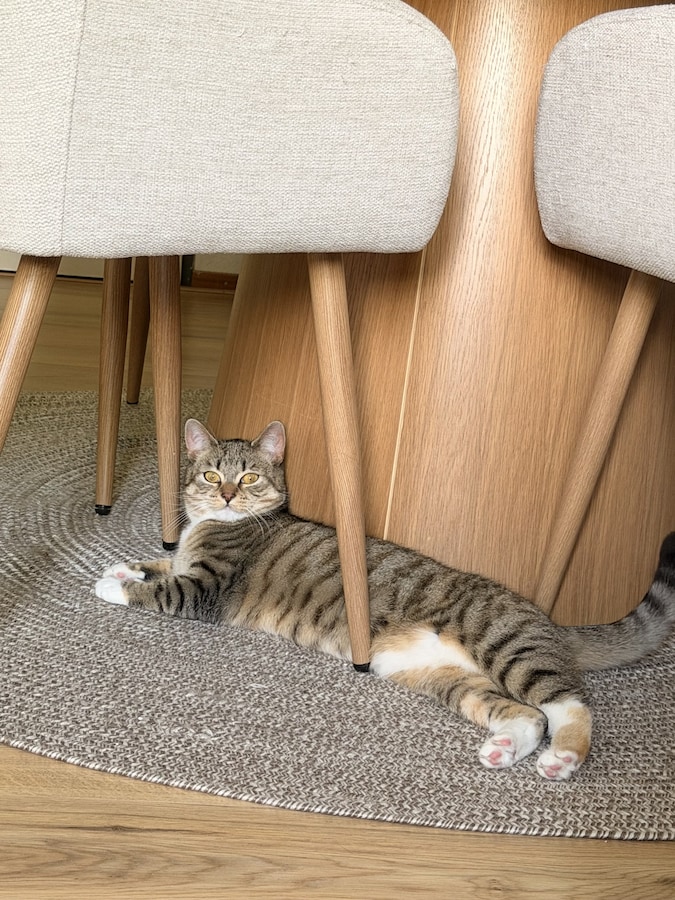 Heb jij Lilo, Rico of Swiebertje gezien? Deze zes huisdieren worden in ...