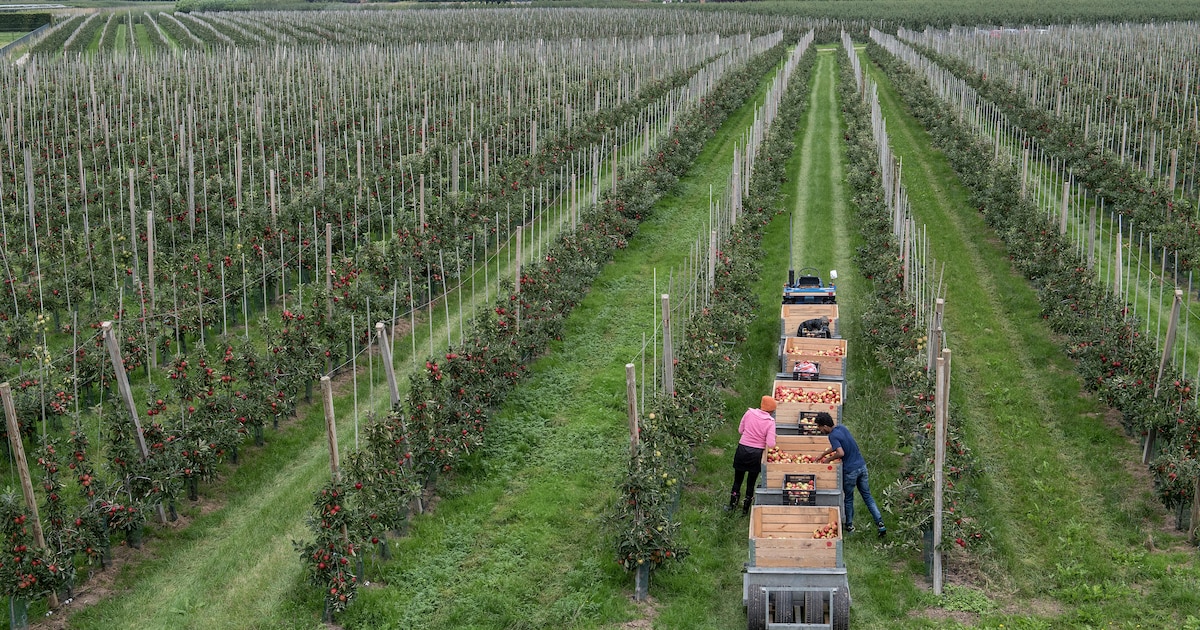 In Nederland werken veel meer arbeidsmigranten dan gedacht | Economie ...