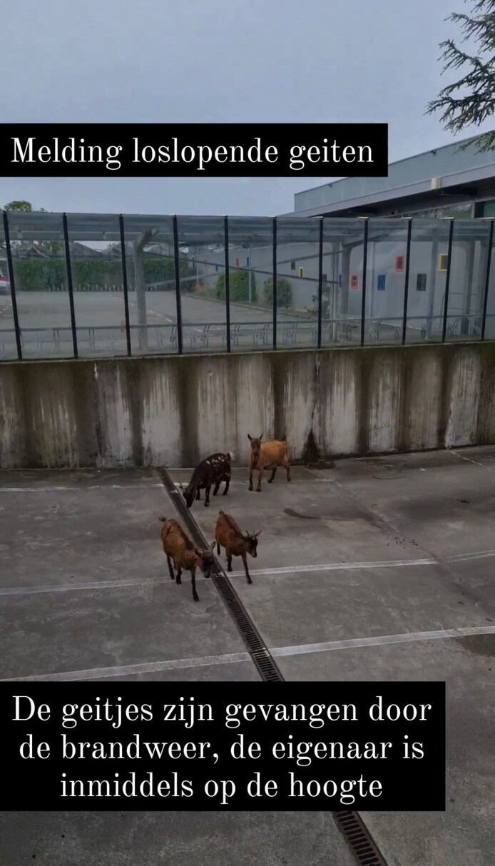 Losgebroken geitjes in Monster, hulp van omwonenden, politie en ...