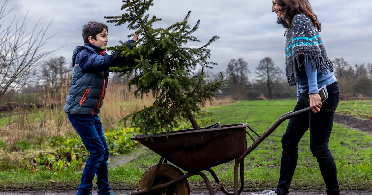 De schoonheid van de imperfecte kerstboom: ‘Een kind met een scheve ...