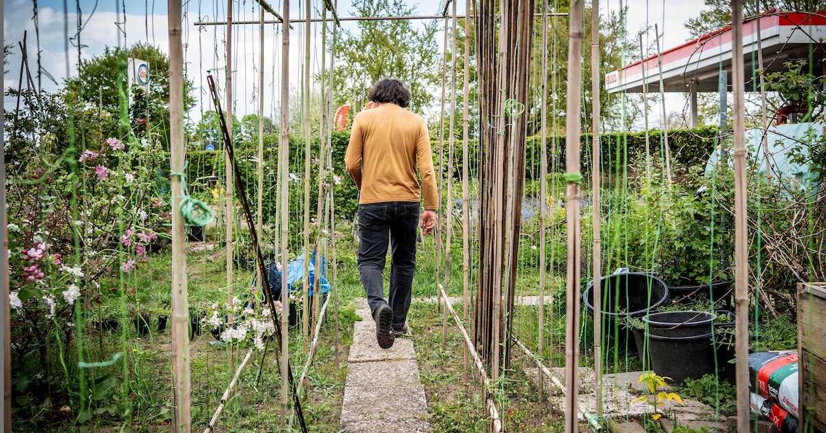 Bijna jaar is hij paria bij de moestuin, nu staat Oscar weer tussen ...