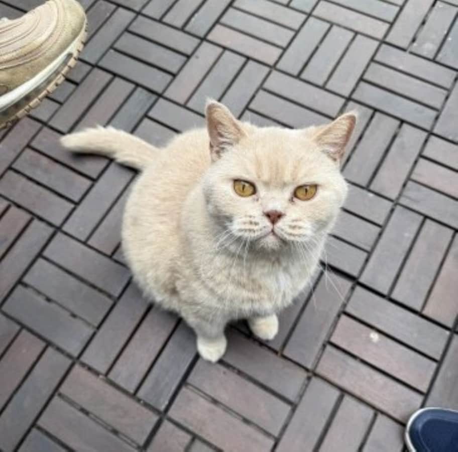 Heb jij Pim, Koekie of Kara gezien? Deze vier huisdieren worden in ...