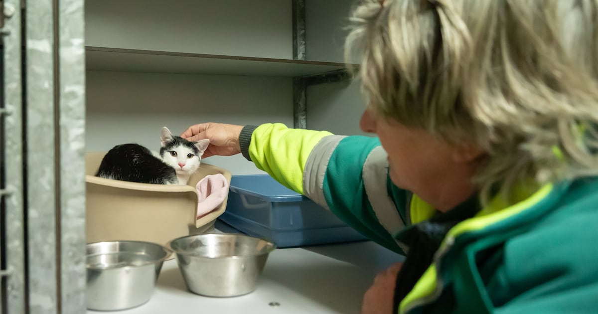 Het verhaal van een gedumpt katje in parkeergarage in Bunschoten: ‘Ik ...