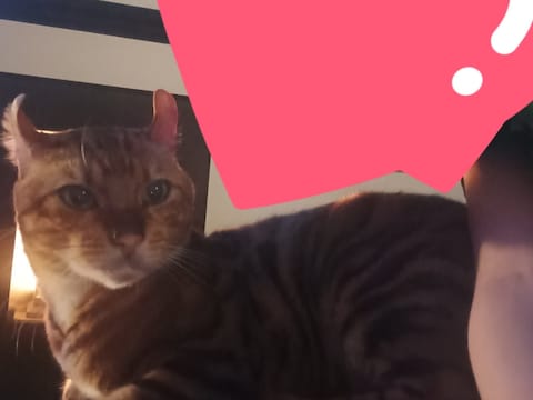 Heb jij Tyga gezien? Dit huisdier wordt in Brunssum vermist | Regio | AD.nl