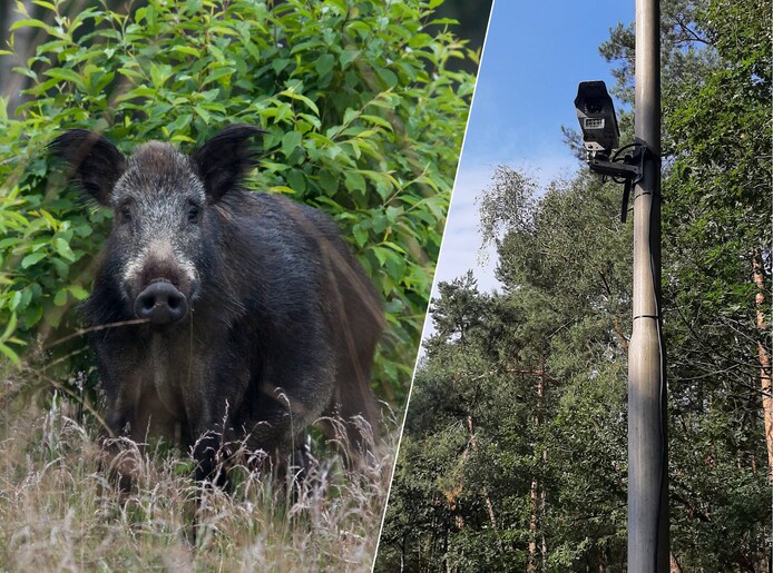 Camera’s in de bossen van Epe en Heerde: hier zijn ze voor | Epe | AD.nl