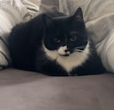 Heb jij Tijger, Rivkah of Soep gezien? Deze drie huisdieren worden in ...