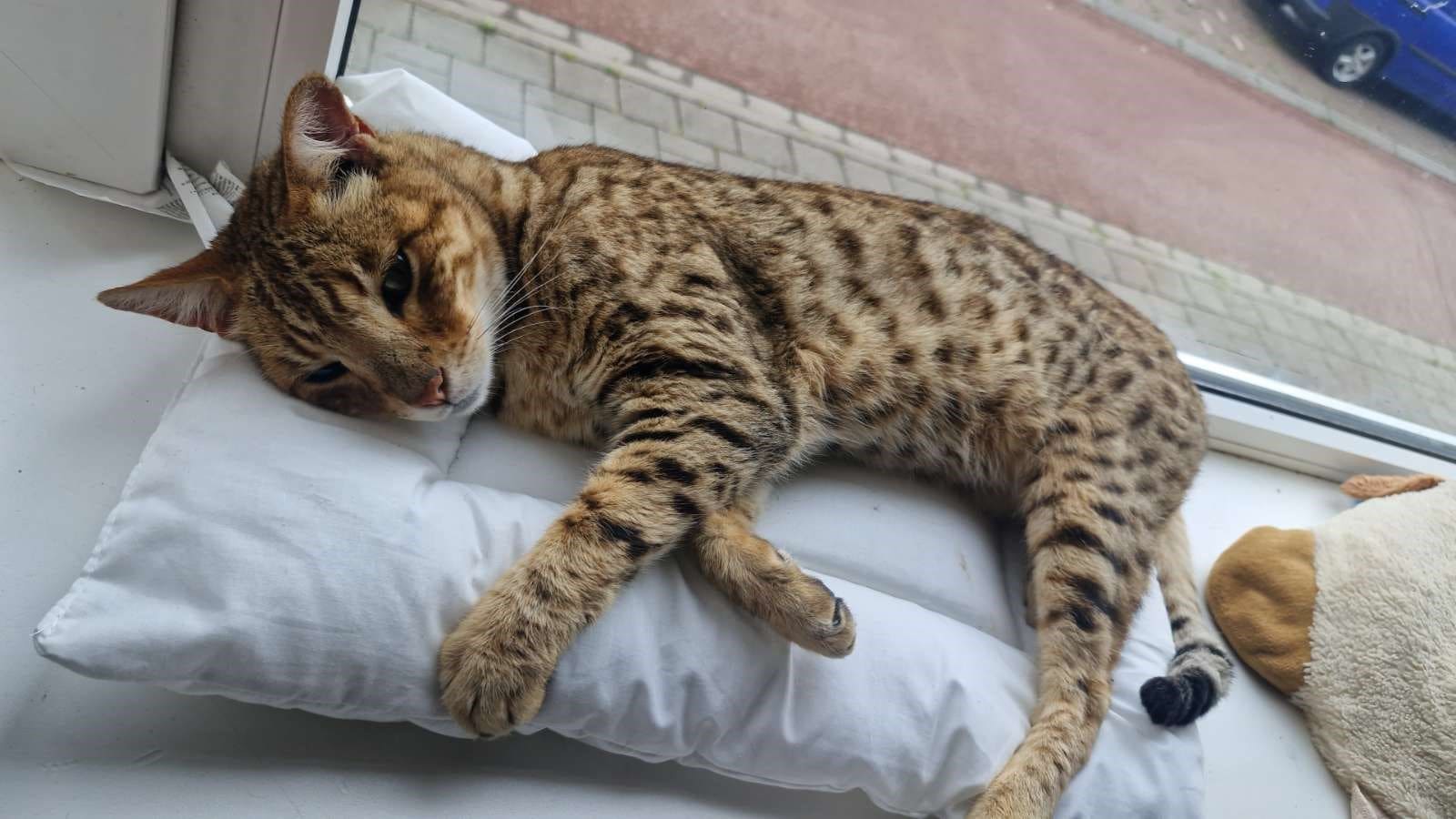 Heb jij Jackie, Ezra of Siyah gezien? Deze drie huisdieren worden in ...