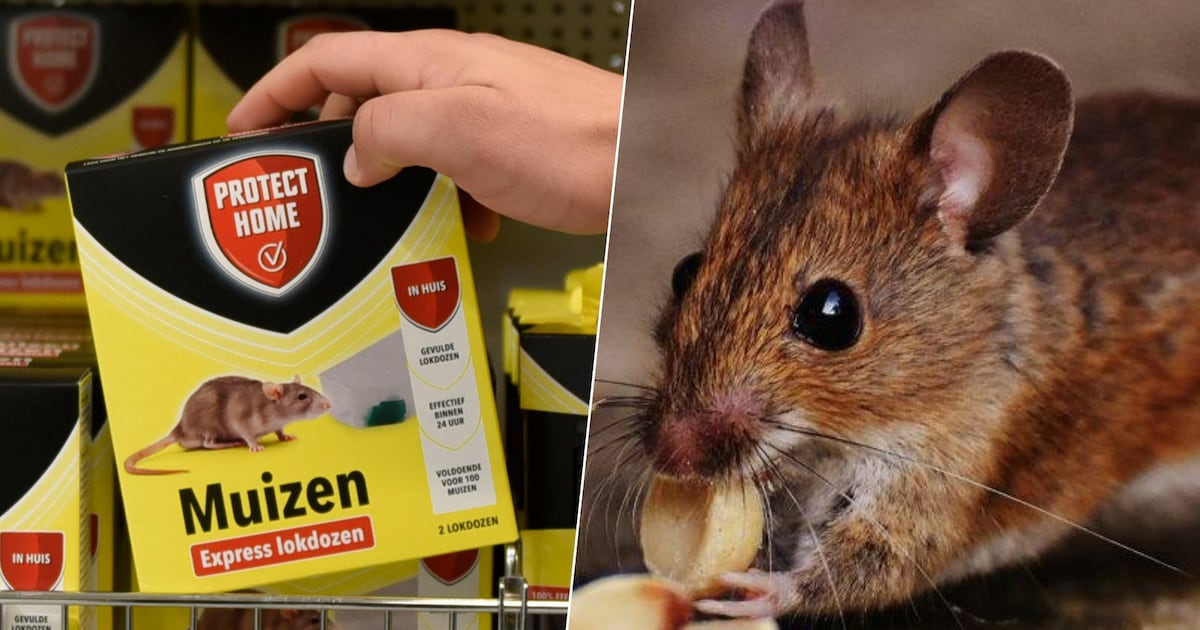 Ze knagen aan eten en lopen vrolijk door woonkamer: muizen teisteren ...