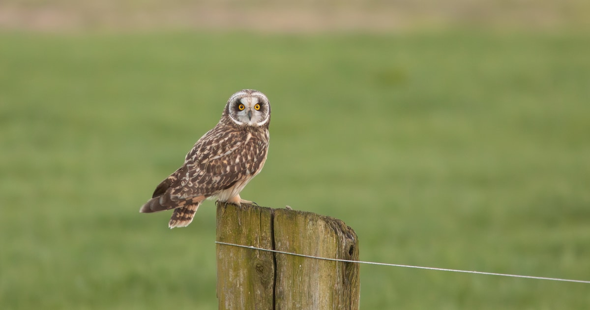Enorme drukte bij velduilen in polder, gemeente neemt ...