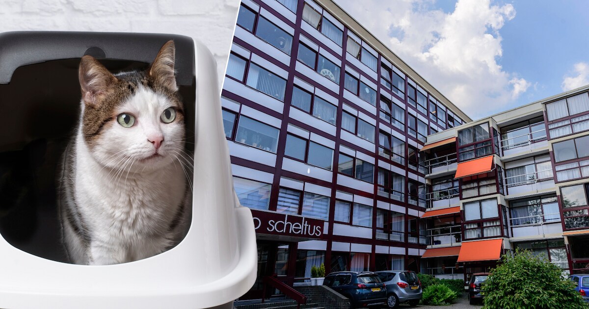 Vrouw woont met dertien katten in huis dat zo vies is, dat het ontruimd ...