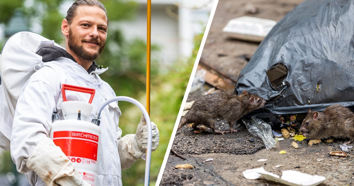 Heb je muizen of ratten in huis? Dat gaat je dit jaar flink veel geld ...