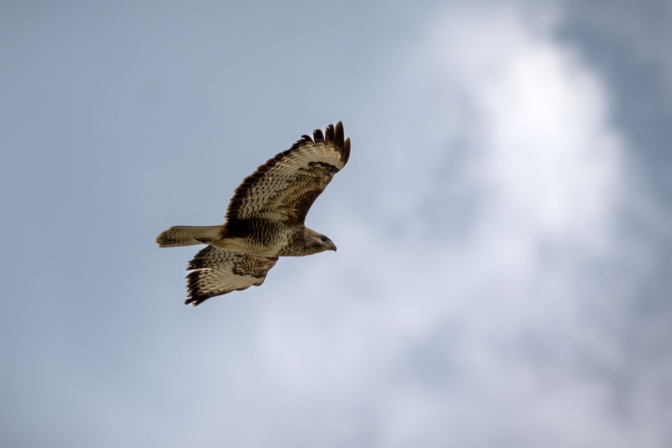 Buizerd terroriseert buurt in Bant: vrouw begeleidt in de auto haar ...