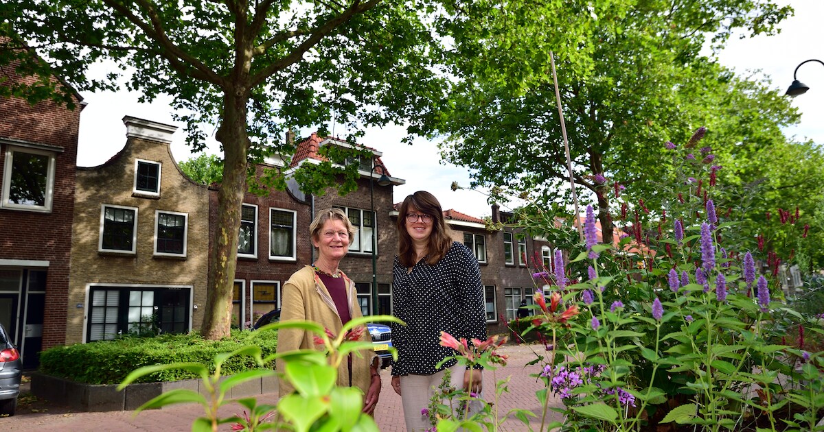Na jaren strijd verdwijnen platanen Nieuwehaven nu écht: ‘Wij voelen ...