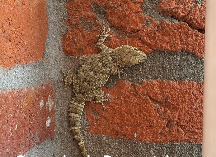 Drie keer in korte tijd een gekko gespot in Brabant: ‘Het moet niet ...