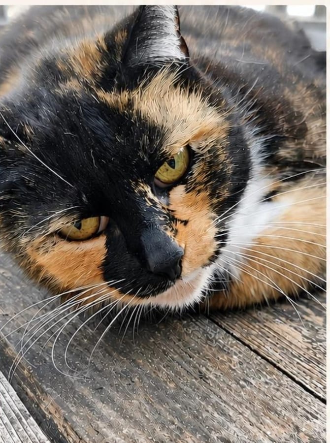 Heb jij Plienie, Poes of Nabi gezien? Deze vijf huisdieren worden in ...