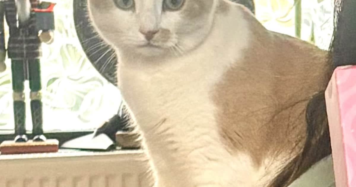 Heb jij Leo, Pip of Grumpy gezien? Deze vier huisdieren worden in ...