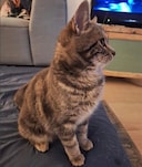 Heb jij Melman, Jan of Lola gezien? Deze vijf huisdieren worden in ...