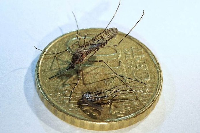 Aziatische tijgermug voor het eerst gesignaleerd in Rotterdam: ‘Zo ...