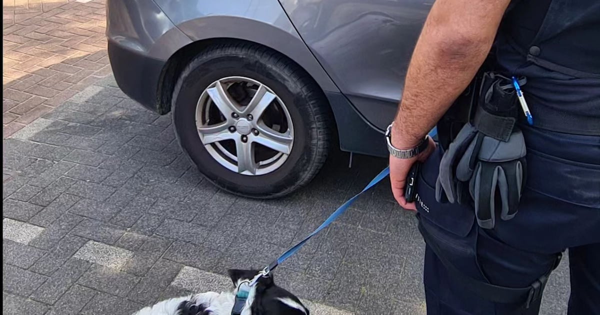 Politie redt hondje uit hete auto in Oostvoorne | Regio | AD.nl