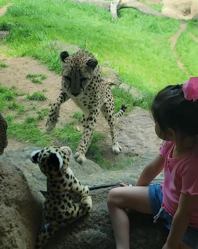 VIDEO | Cheeta gebiologeerd door knuffel van soortgenoot in VS | Home ...