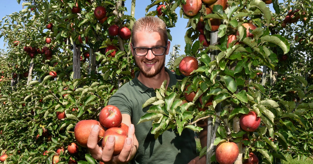 Robins appeloogst werd verwoest door zware hagelbui en financiële strop ...