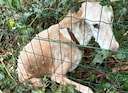 Grote zorgen om hond Josh (15): doof, dement en bijna blind liep hij ...