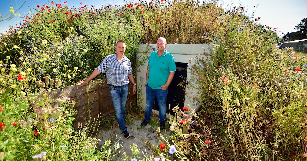 Ontheemde vleermuizen verhuizen van verpauperde boerderij naar hun ...
