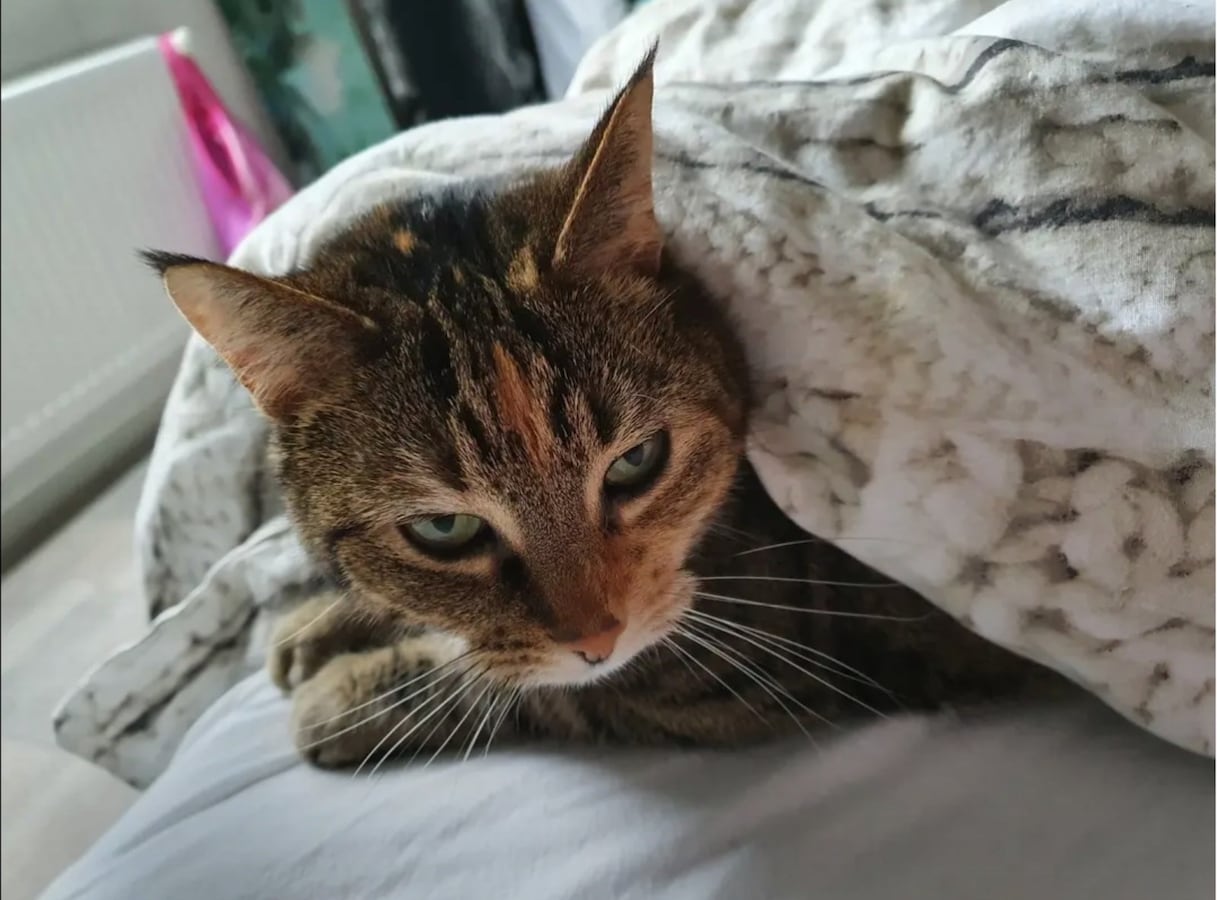 Heb jij Storm of Luna gezien? Deze twee huisdieren worden in Wijdemeren ...